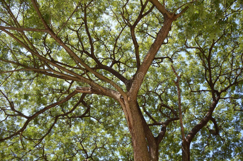 Samanea Saman Tree in Nature Garden Stock Image - Image of fresh ...