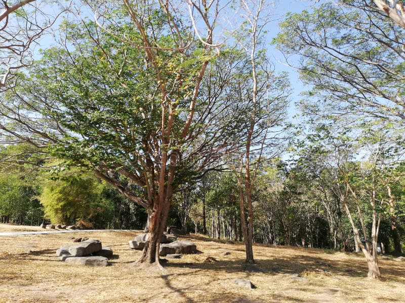 Samanea Trees in Ancient Sites in Thailand Stock Photo - Image of ...