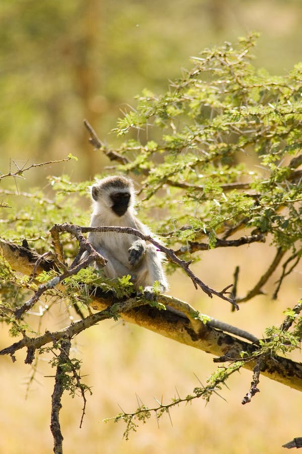 Samango (blue monkey) -5 stock image. Image of mitis - 12366039