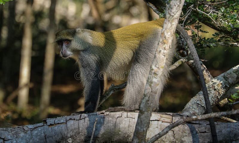 Samango Monkey Portrayed during a Safari in the Hluhluwe - Imfolozi ...