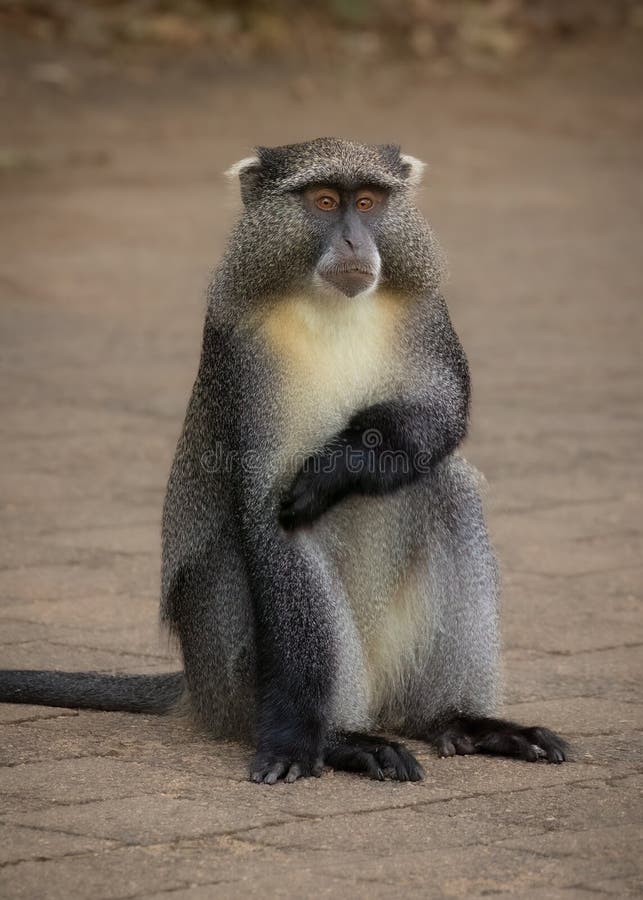 Syke's Monkey Stock Photos - Free & Royalty-Free Stock Photos from ...