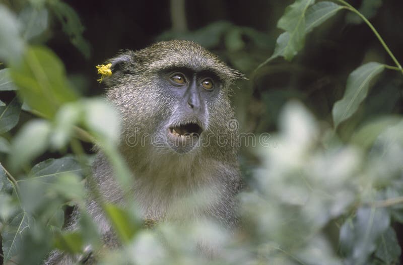 Samango Monkey, South Africa Stock Image - Image of mammal, park: 23299941
