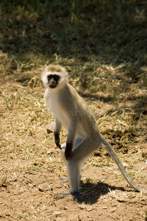 Samango (mono azul) -3 foto de archivo. Imagen de hierba - 12366018