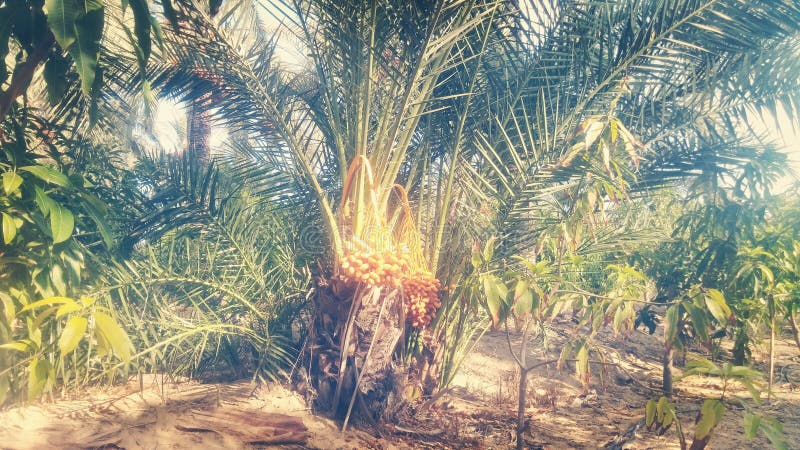 Samani Young Yellow Palm Tree Stock Image - Image of agriculture ...