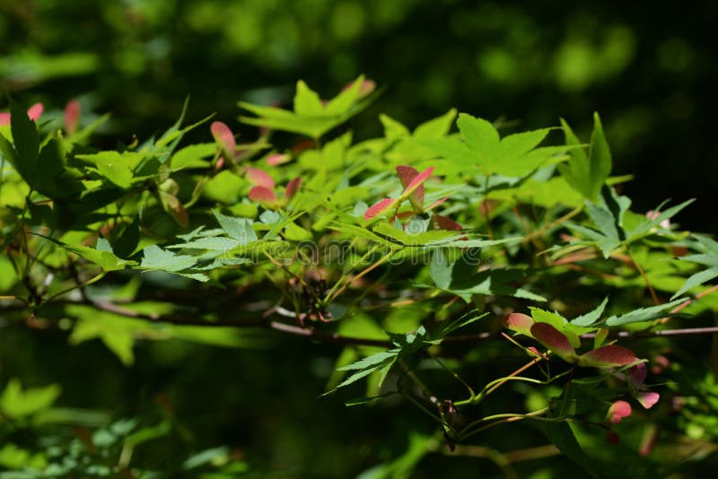 Samara-Acer palmatum Thunb stock image. Image of branches - 114264001