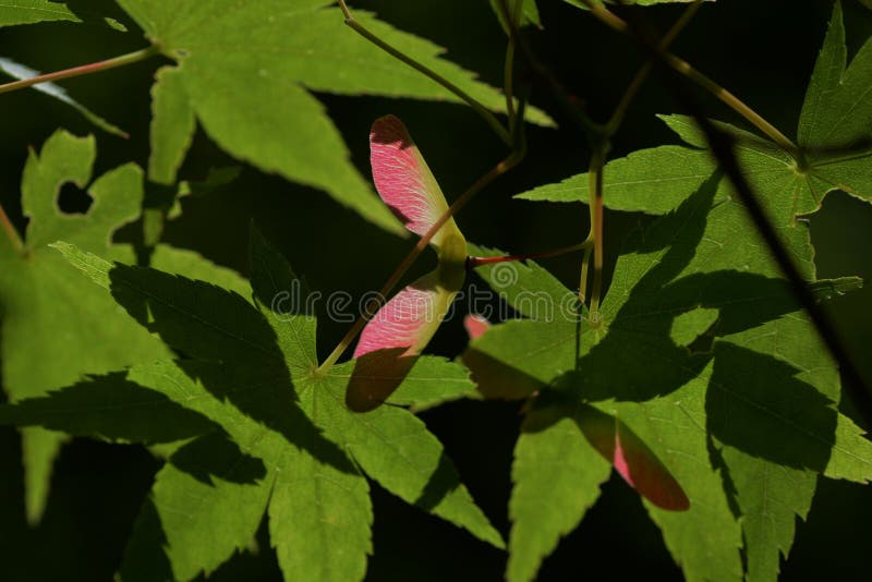 Samara of Acer palmatum stock image. Image of decoration - 116217957