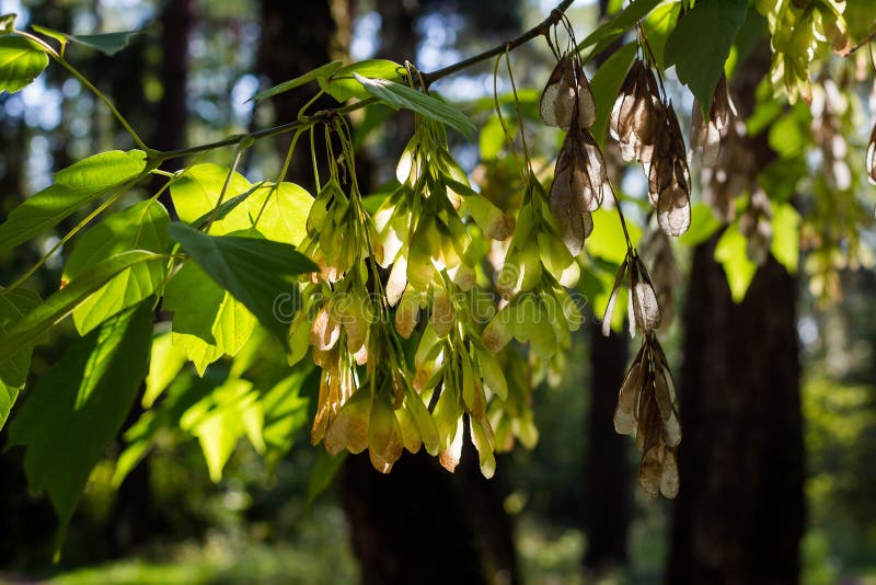 Samara of the Box Elder Maple in the Bright Sun Stock Photo - Image of ...