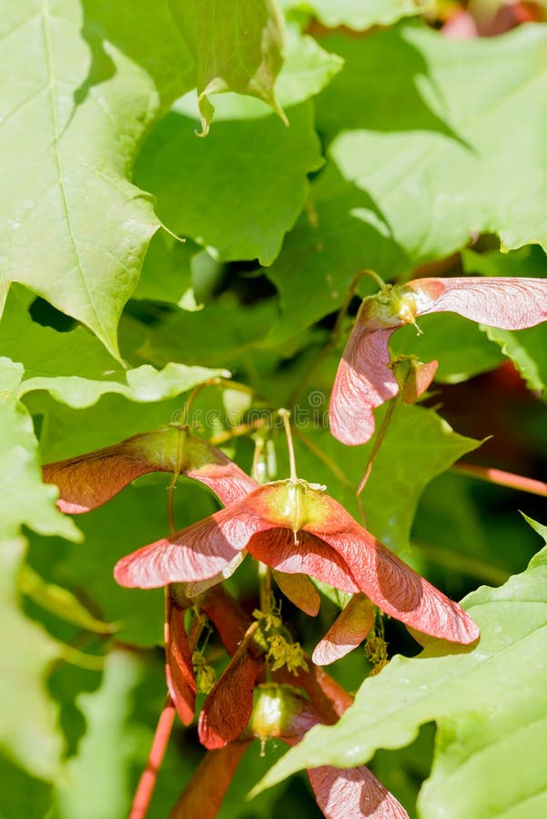 Folha Da árvore De Bordo (Acer Platanoides) Com Fruto (Samara) Foto de ...