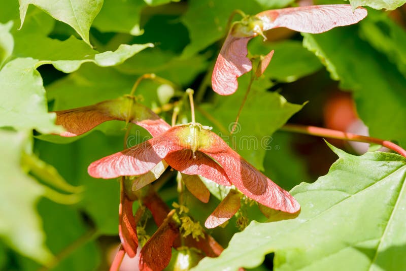 Folha Da árvore De Bordo (Acer Platanoides) Com Fruto (Samara) Foto de ...
