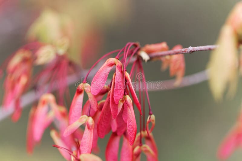 Samara Del Arce Aislado Contra Blanco Imagen de archivo - Imagen de ...