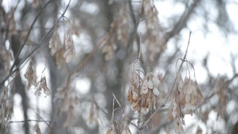 Samara Fruit Seeds of Leafless Box Elder Tree Stock Footage - Video of ...
