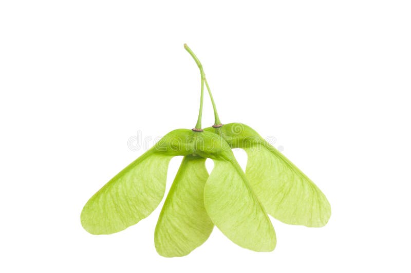 Samara stock photo. Image of seasonal, seed, outdoor - 56254236