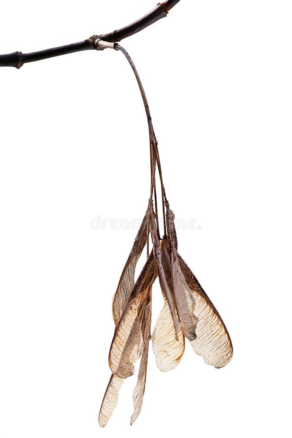 Samara of a Red Maple, Acer Rubrum Stock Photo - Image of branch ...