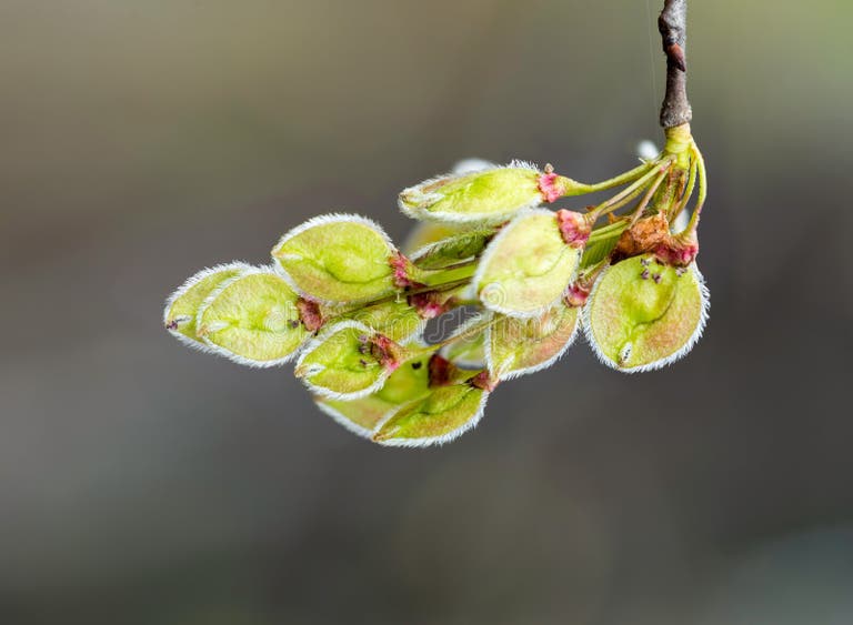 Samara Pod stock photo. Image of plant, season, detail - 39914896