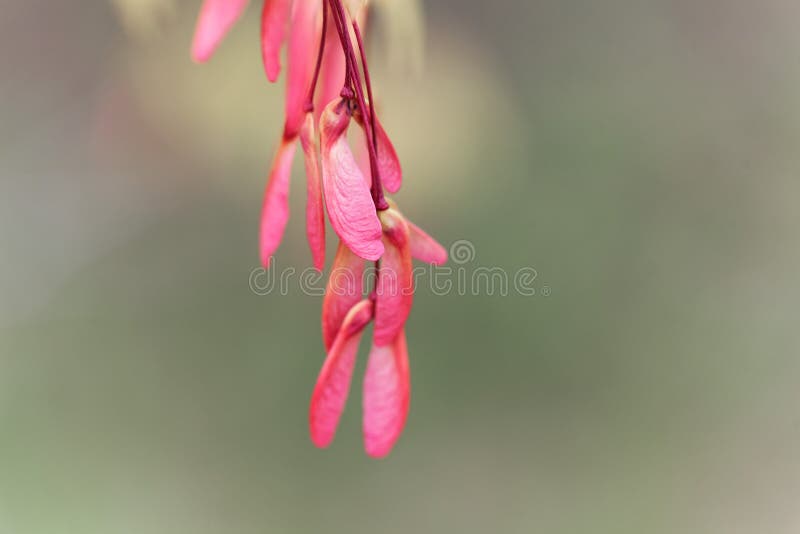 Samara of a Red Maple, Acer Rubrum Stock Photo - Image of branch ...