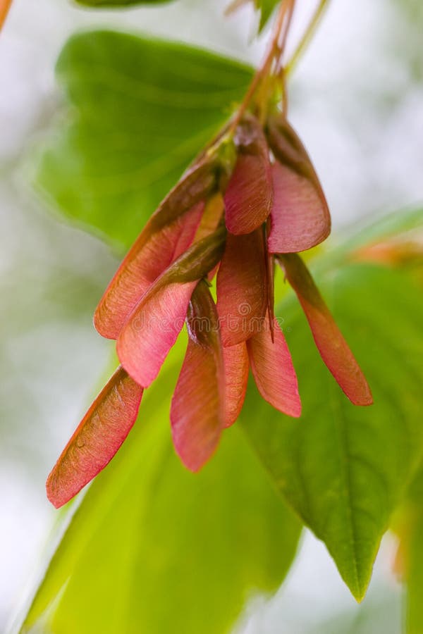 Cluster Of Maple Tree Seeds - Samaras Stock Photo - Image of spring ...