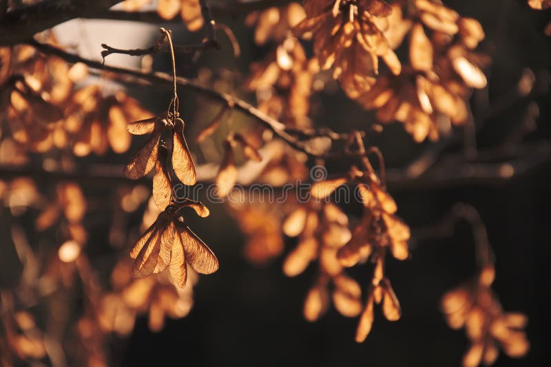Samaras stock image. Image of fruit, polynose, samara - 52520283