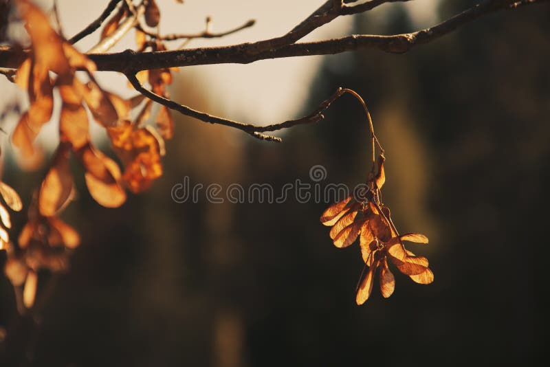 Samaras stock image. Image of leaf, autumn, plant, blossom - 52520595