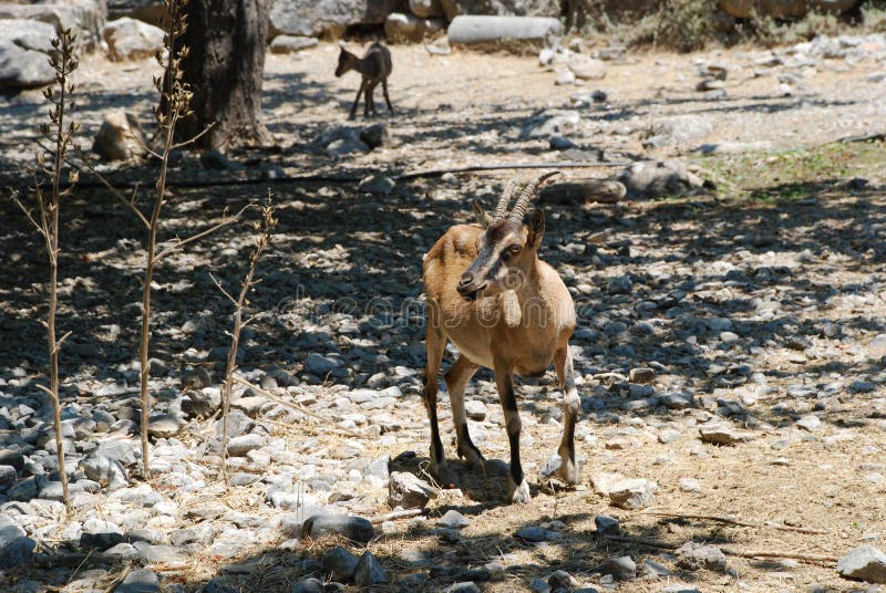 Samaria Gorge, Crete, Mountain Goats Stock Photo - Image of national ...