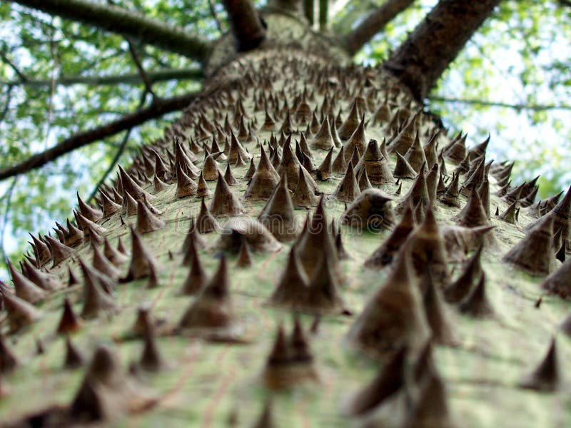 Samauma tree stock photo. Image of kodak, thorns, amazon - 1682018