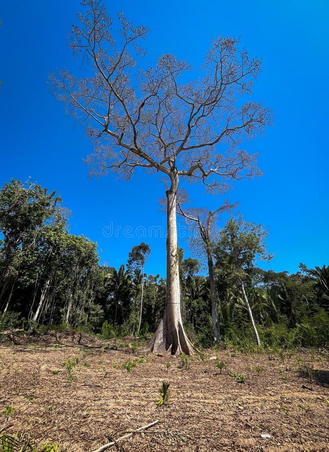 Cataloged Trees Stock Photos - Free & Royalty-Free Stock Photos from ...