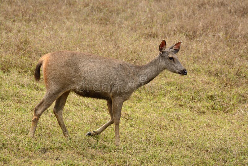 Samba stock image. Image of animal, grass, male, beautiful - 36914149