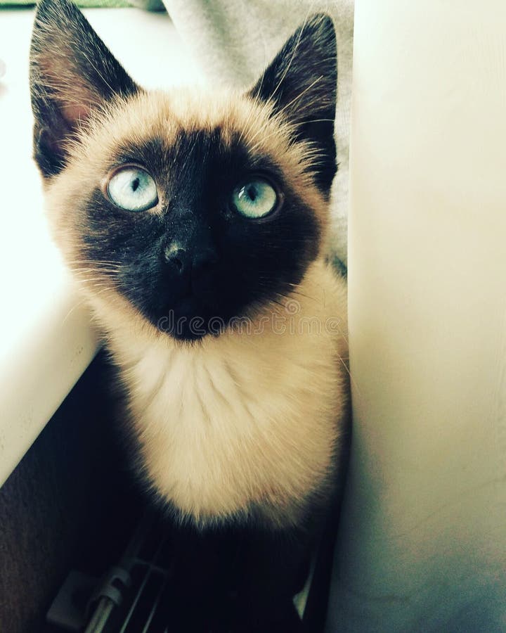 Samba cat stock photo. Image of beautyful, eyes, samba - 139271118