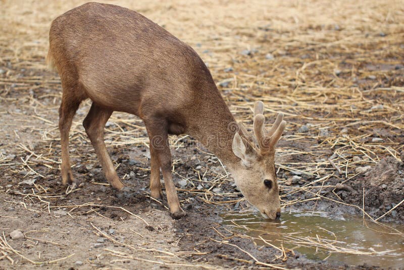 The Sambar Baby (Rusa Unicolor) Stock Image - Image of animal, antelope ...