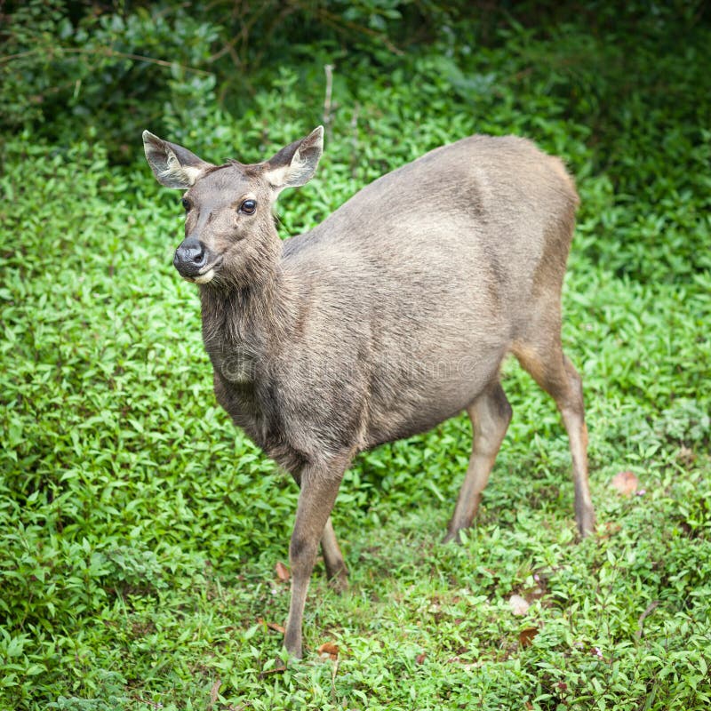 Een Sambar Hert Van Sri Lankan Bevindt Zich Dichtbij De Ingang Aan ...