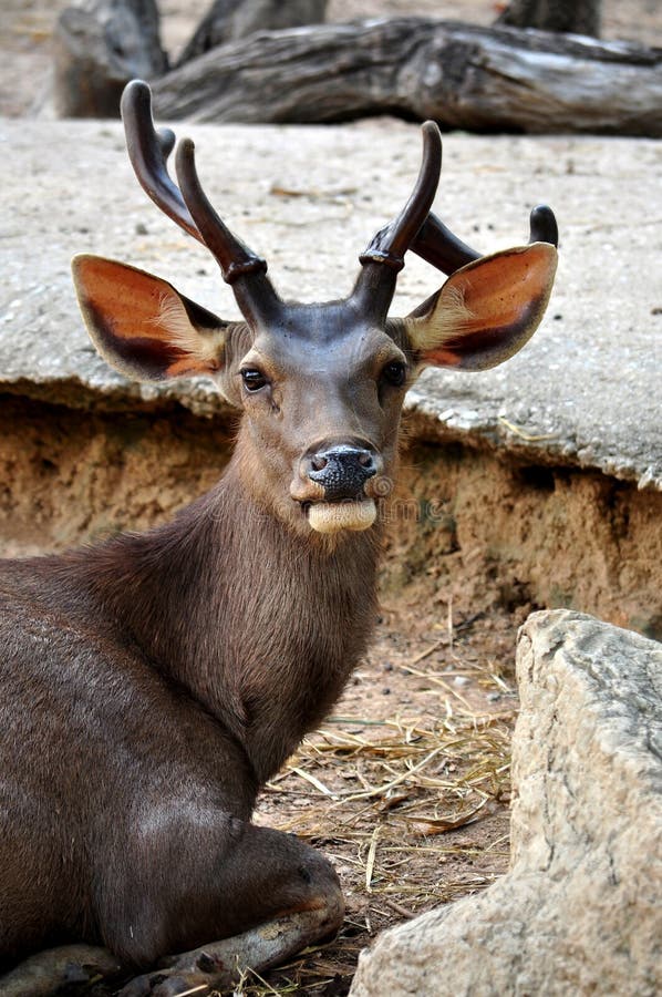 Sambar Deer is a Habit Rather Aggressive Stock Image - Image of green ...