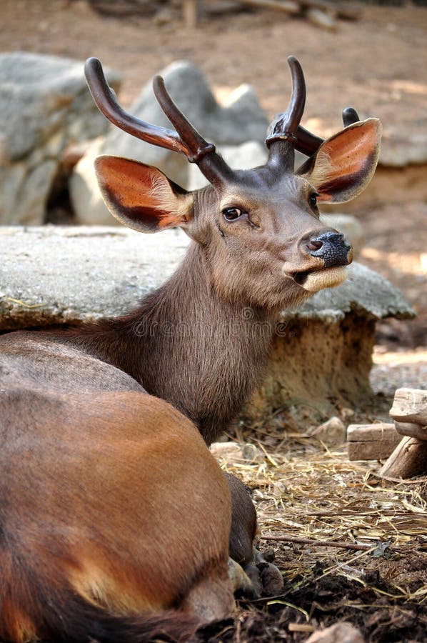 Sambar deer stock image. Image of cervus, deer, animal - 25903379