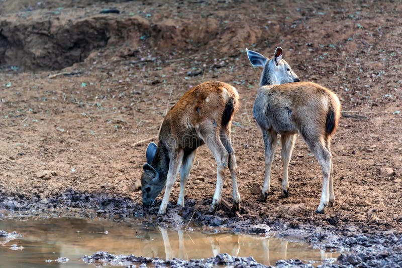 Sambar Deer Cubs Drink from River Stock Image - Image of cute, buck ...
