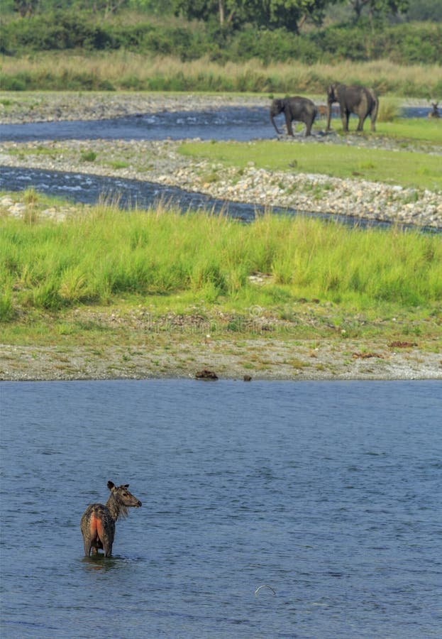 Elephants and deer stock image. Image of landscape, africa - 38052589