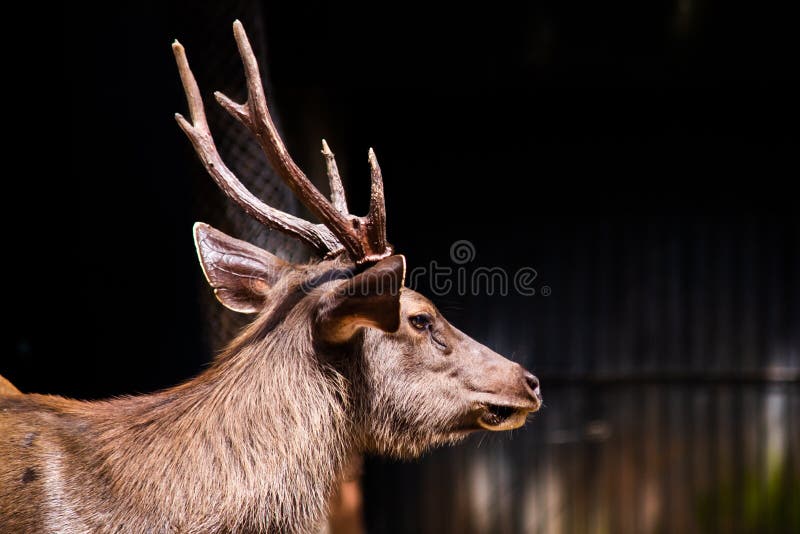 Aggressive Deer. Head Down Adult Powerful Red Deer with Trophy Horns ...