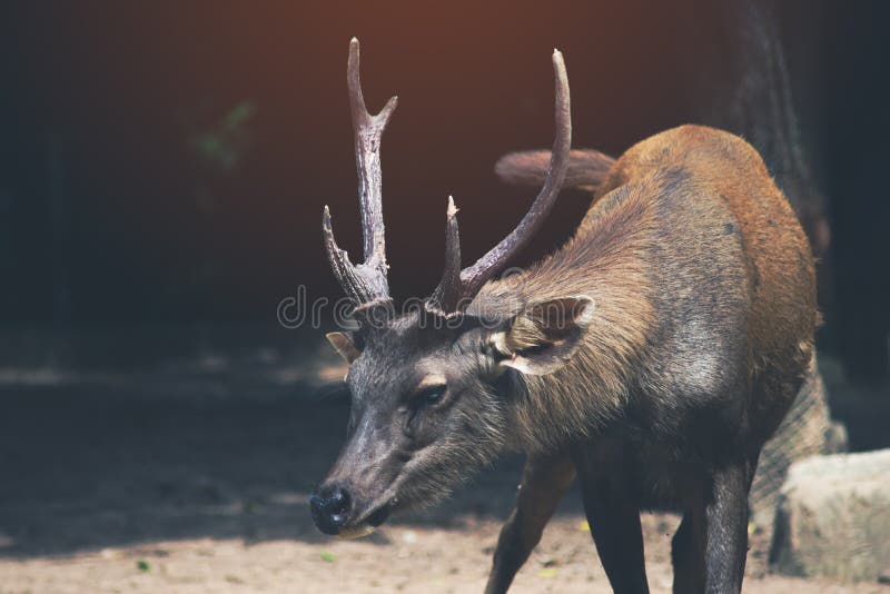 Aggressive Deer. Head Down Adult Powerful Red Deer with Trophy Horns ...