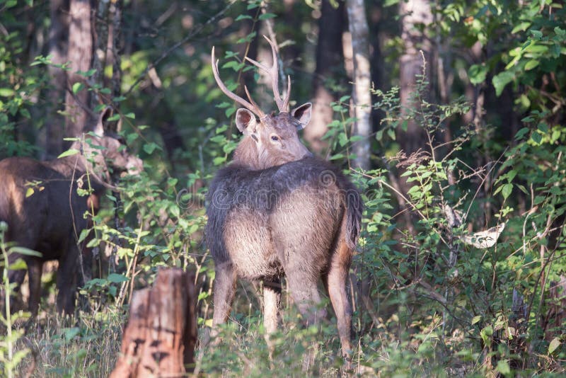 Sambar deer looking back stock photo. Image of face, herbivorous - 48008428