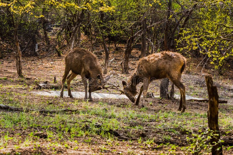Sambar Deer Playing with Big Horns Stock Image - Image of animals ...