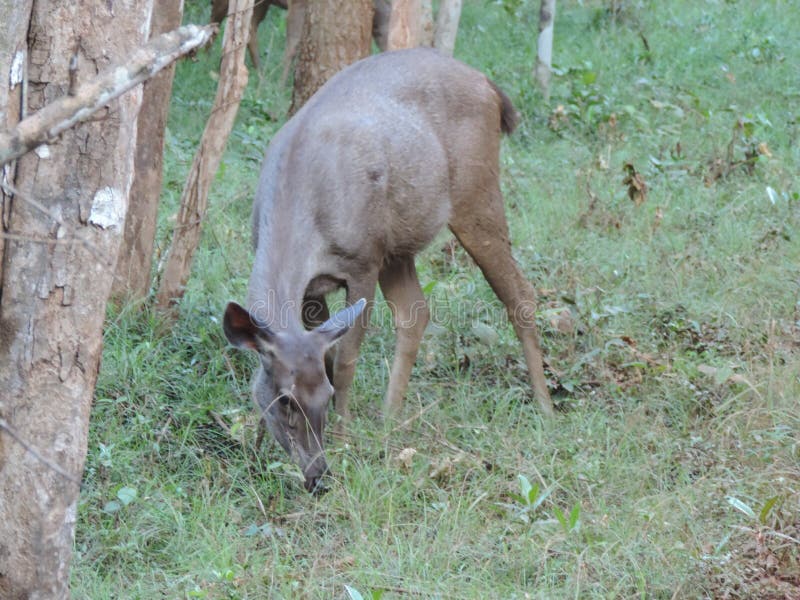 A Sambar Deer in Yala National Park, Sri Lanka Stock Photo - Image of ...