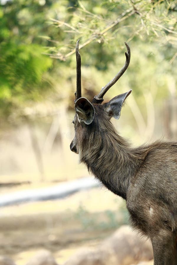 Sambar deer stock image. Image of face, unicolor, brown - 38563233