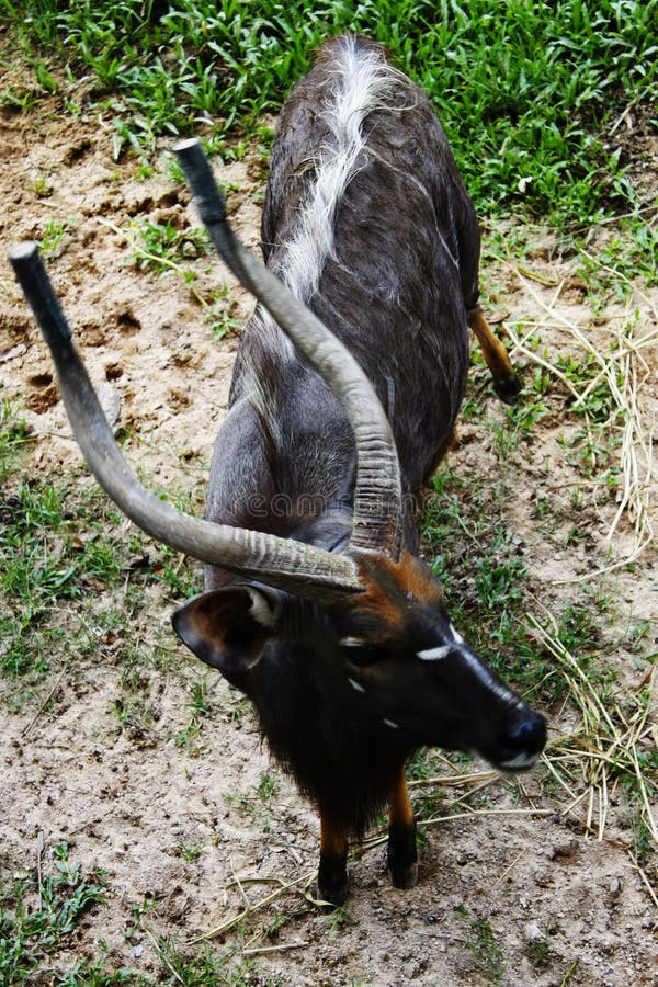 Sambar resting. stock photo. Image of tree, resting, animal - 78654068