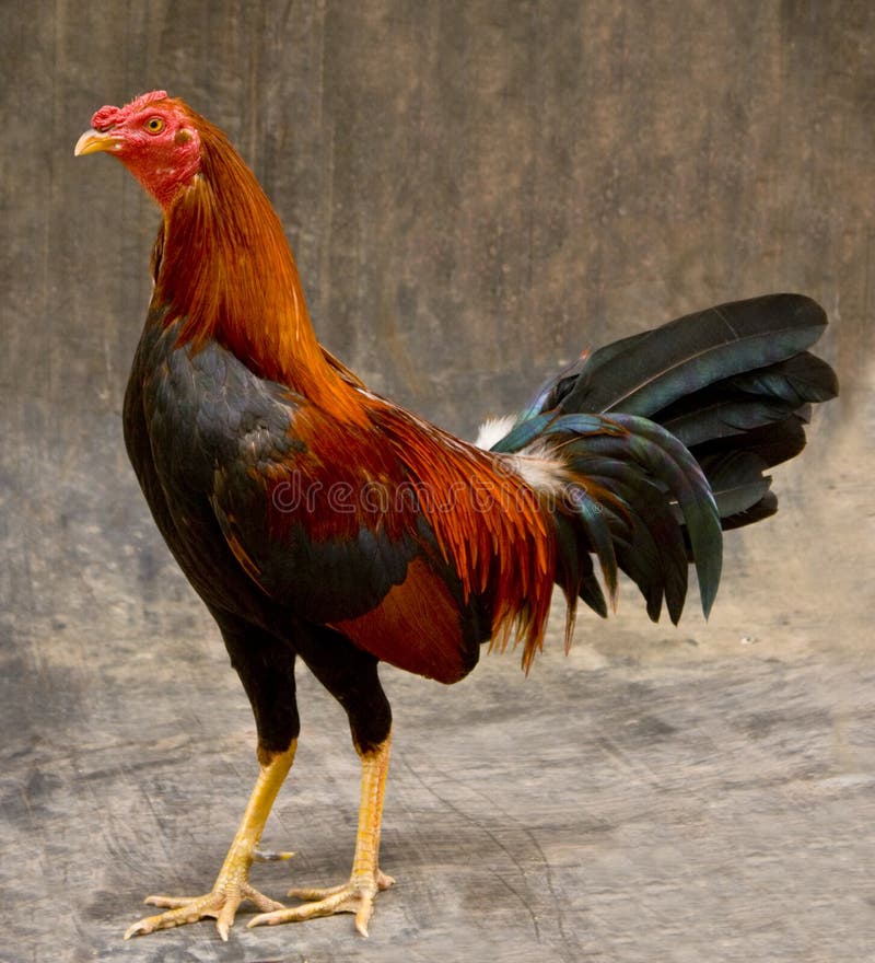 Sambo de combat de coq photo stock. Image du nature, rouillé - 31751122