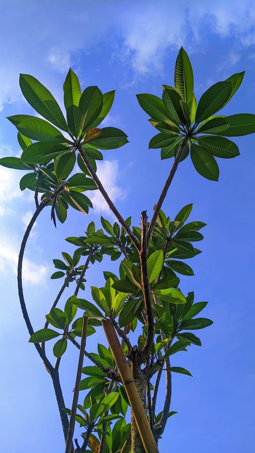 Samboja flower stock photo. Image of flowers, flower - 323989766