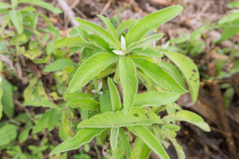 Sambong Plant Tea Leaves Tropical Stock Image - Image of plant, sambong ...