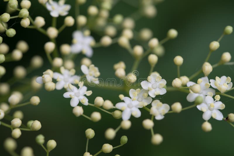 Sambuco flowers stock image. Image of blossom, homeopathy - 92297729