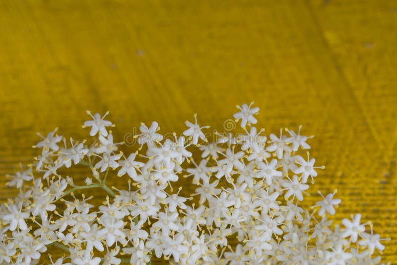 Sambuco flowers stock photo. Image of background, elder - 92301050