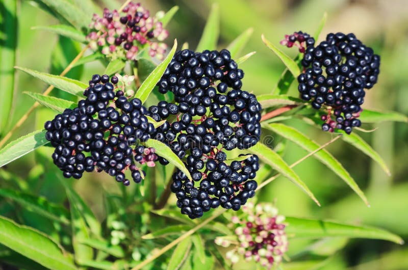 Sambucus Berries stock image. Image of nutrition, food - 33190663