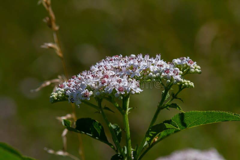 Sambucus Ebulus Blooming in Natural Habitat Stock Photo - Image of ...