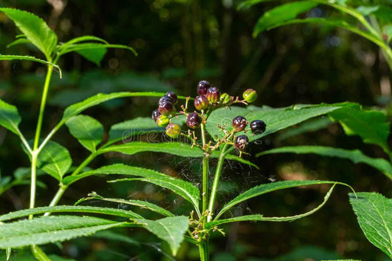 Sambucus Ebulus Danewort Plant in Nature Stock Image - Image of berry ...