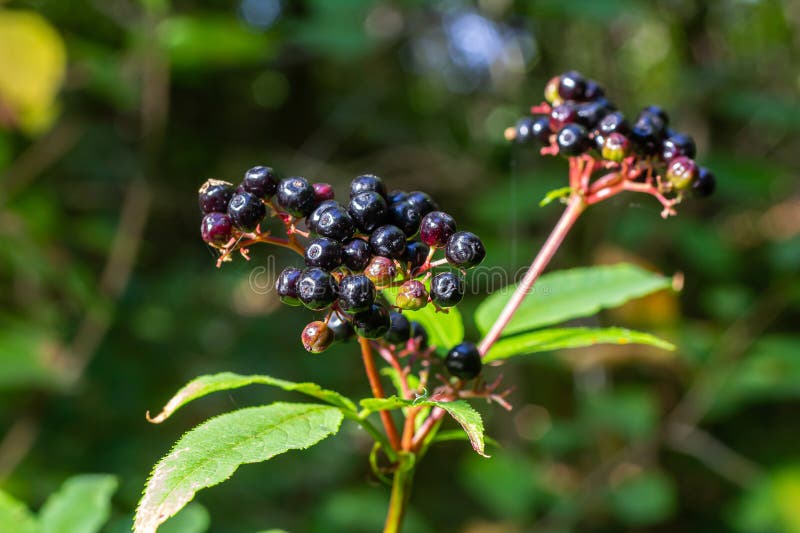 Sambucus Ebulus Danewort Plant in Nature Stock Photo - Image of branch ...