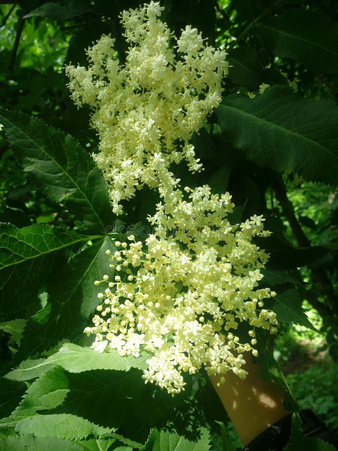 Sambucus Nigra Black Elder European Elder European Elderberry European ...